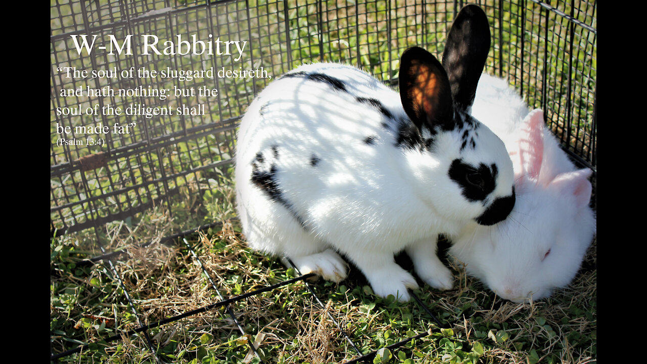 How We Learned Rabbitry: Putting on a Rabbit Feeder