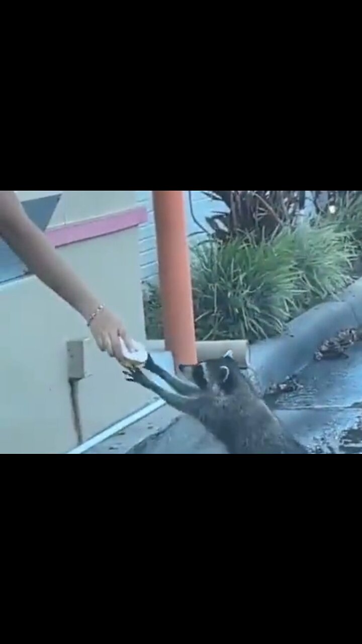 Raccoon Gets A Doughnut From Dunkin Drive Thru