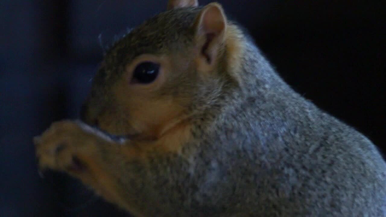 'Talk about your squirrel assassin': Squirrels eating holiday lights ...