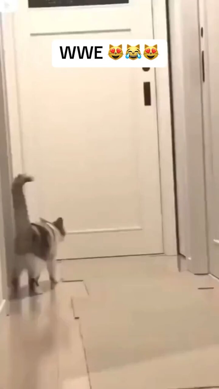 Unbelievable! These Bad Cats will Leave You in Stitches!"