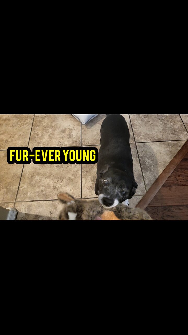 Fur-ver Young: Even at 13 Years Old, Dogs Are Still Playful