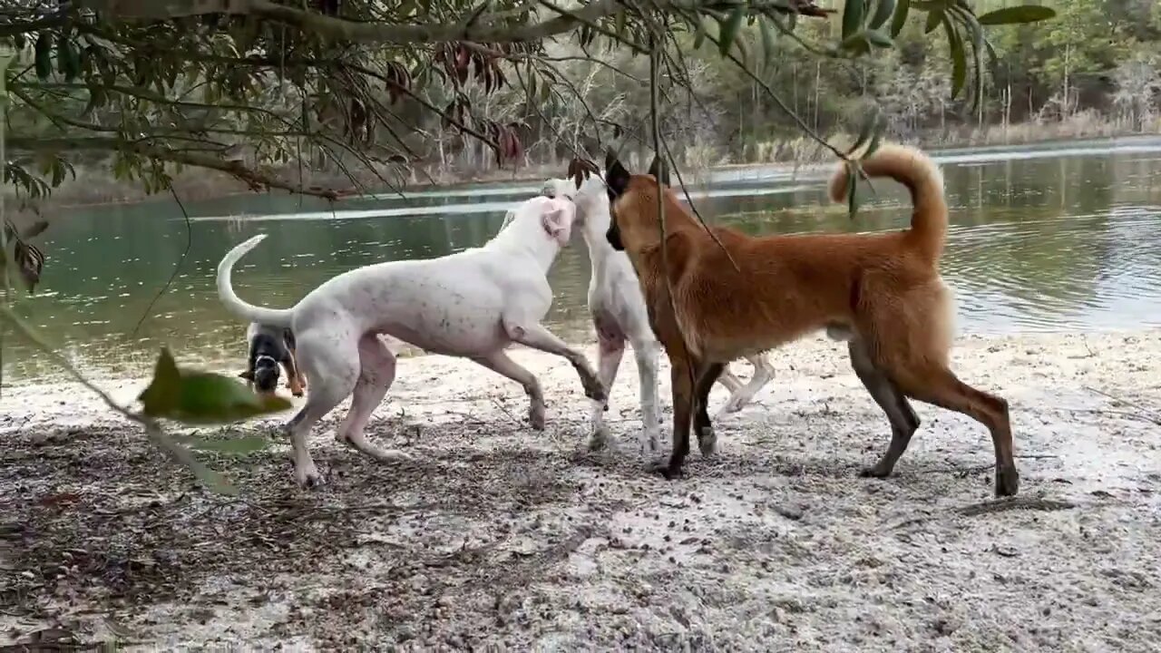 Our Pack Enjoys the Warm Winter Days of 2023 - Dogos, Dobermans, a ...