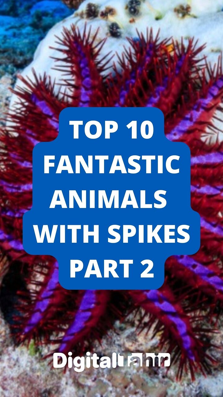 Top 10 Fantastic Animals with Spikes Part 2