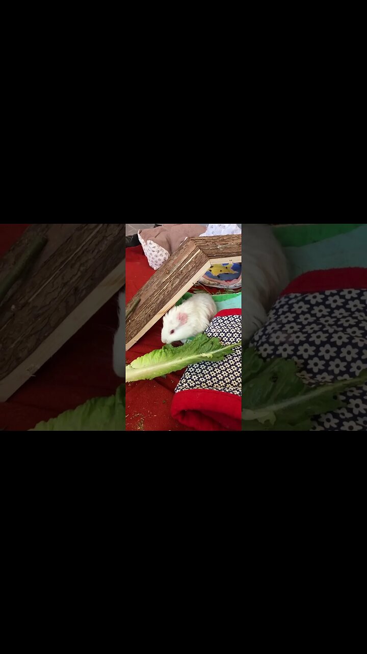 Baby Guinea pig Fiona eating lettuce 🥬