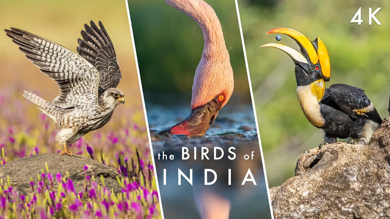 The Extraordinary BIRDS OF INDIA - Let There Be FLIGHT | Planet Earth ...
