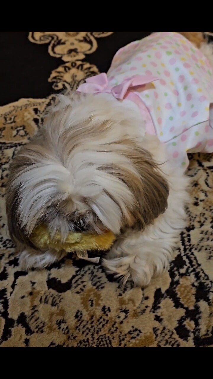 Rosie And Her Favorite Toy "Duckie" (Featuring Rosie The Shihtzu)