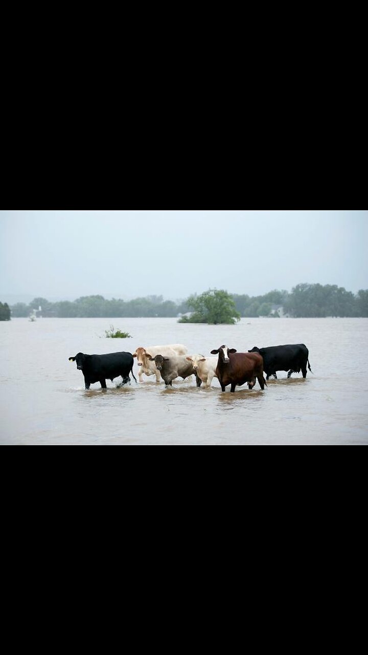 18,000 Cattle Killed By Explosion At West Texas Dairy Farm, Largest In ...