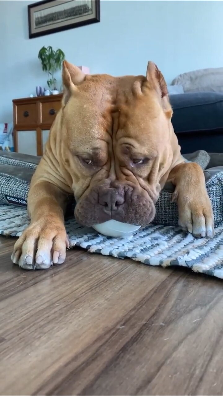 MASSIVE Pit Bull makes ball disappear in giant lips/mouth 🦁⚾️😱