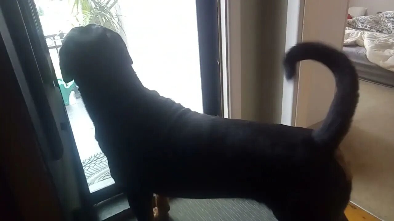 trying to meet new friends? #rottweiler