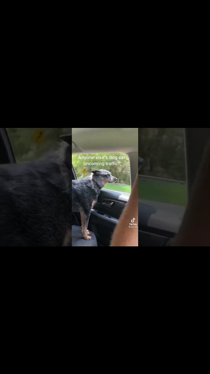 Dog eating cars