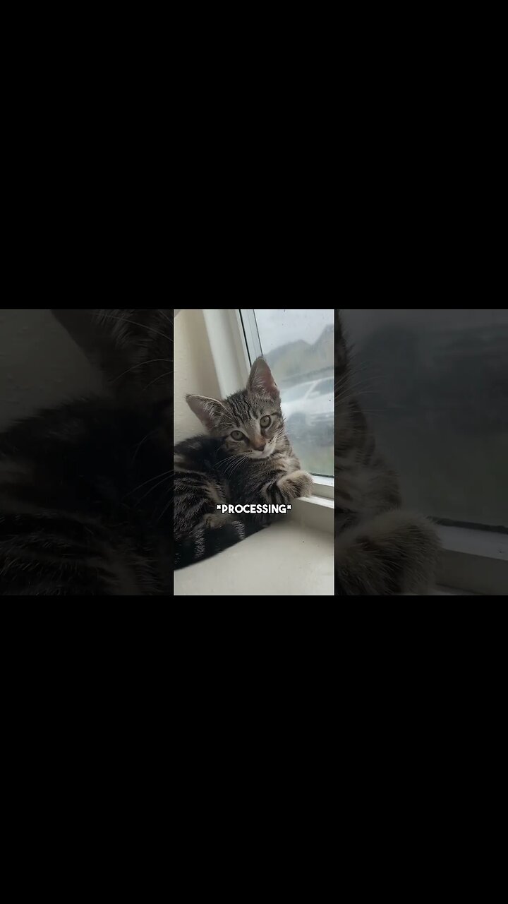 Not the end🤦🏼 #cat #kitten #blackcat #depresso #espresso #leonthecatdad ...