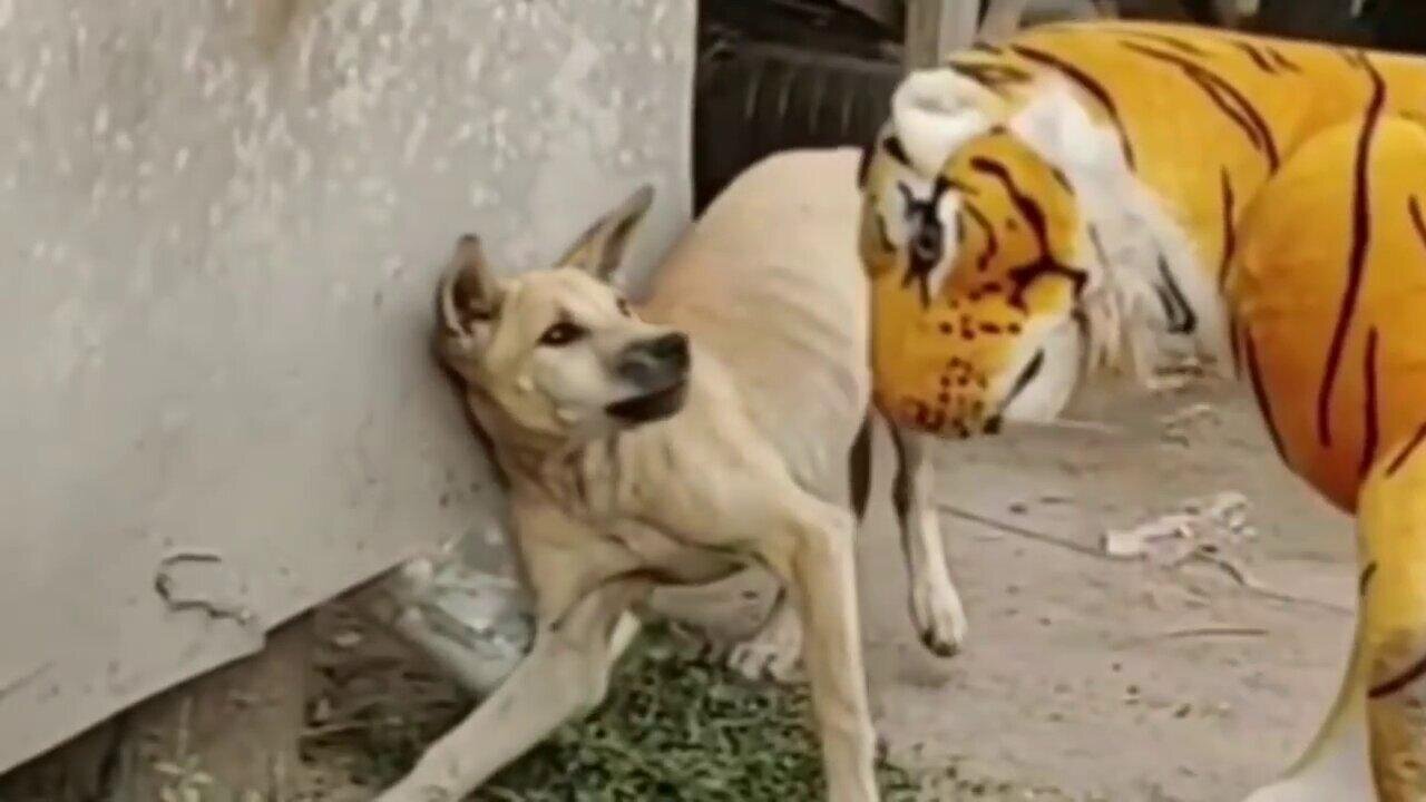 Troll Prank Dog Funny & fake Lion and Fake Tiger Prank To dog & Huge ...