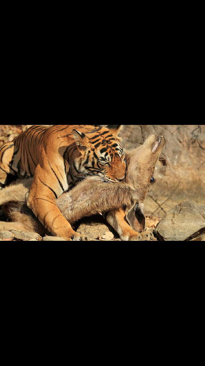 How Dangerous Is Tigers Bite!