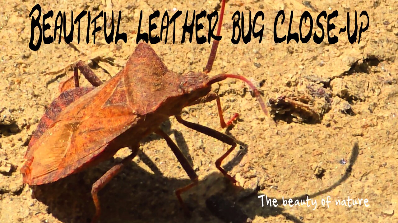 Beautiful leather bug in close-up / A beautiful animal in nature ...