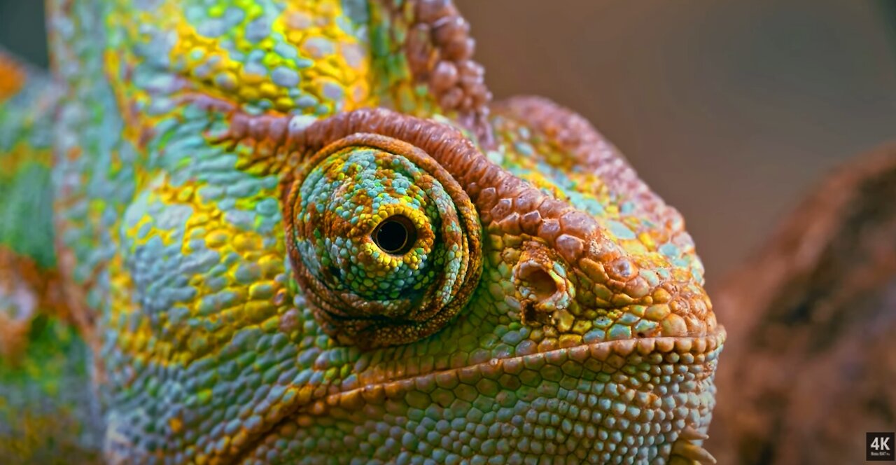 World of Animals 4K VIDEO ULTRA HD - Ultimate Animals Collection | 4K ...