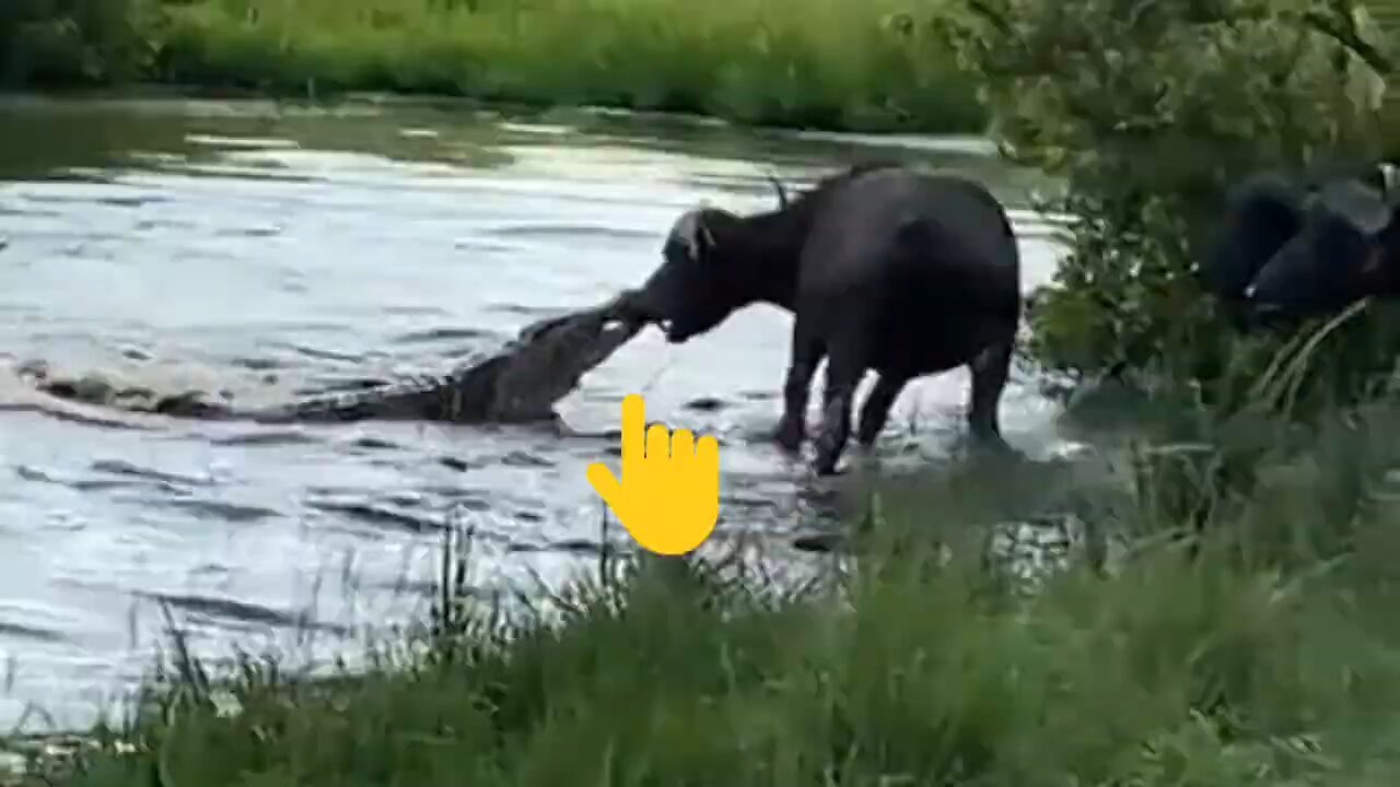 animals attack -- Most Amazing Moments Of Wild Animal Fight! Wild ...