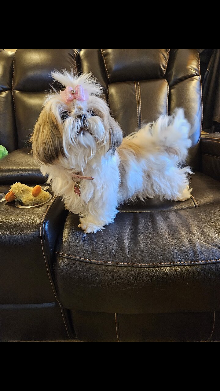Rosie Tells The Truth (Featuring Rosie The Shihtzu)