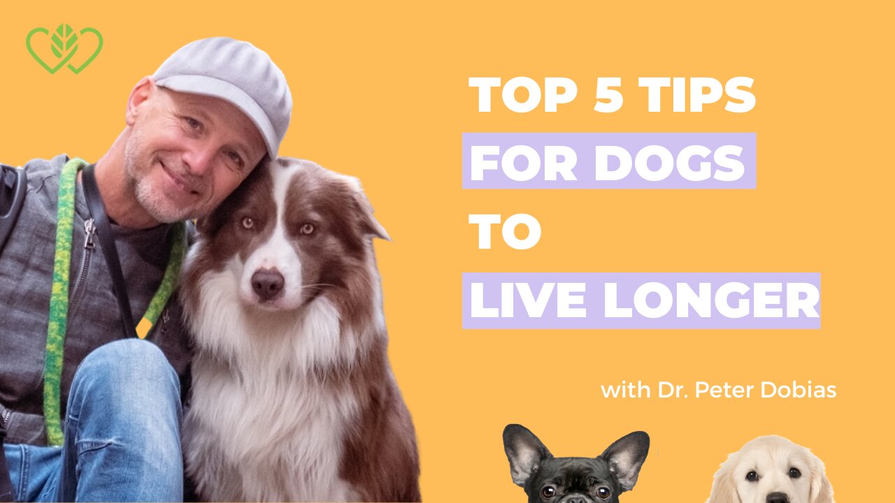 3 Things Your Dogs Wants You to Know | with Dr Peter Dobias and ...