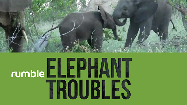 Compilation of determined elephants shows why they're such amazing ...