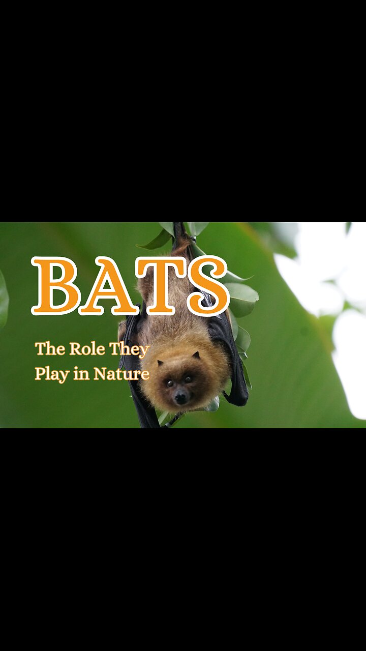 The Crucial Role Bats Play in Nature