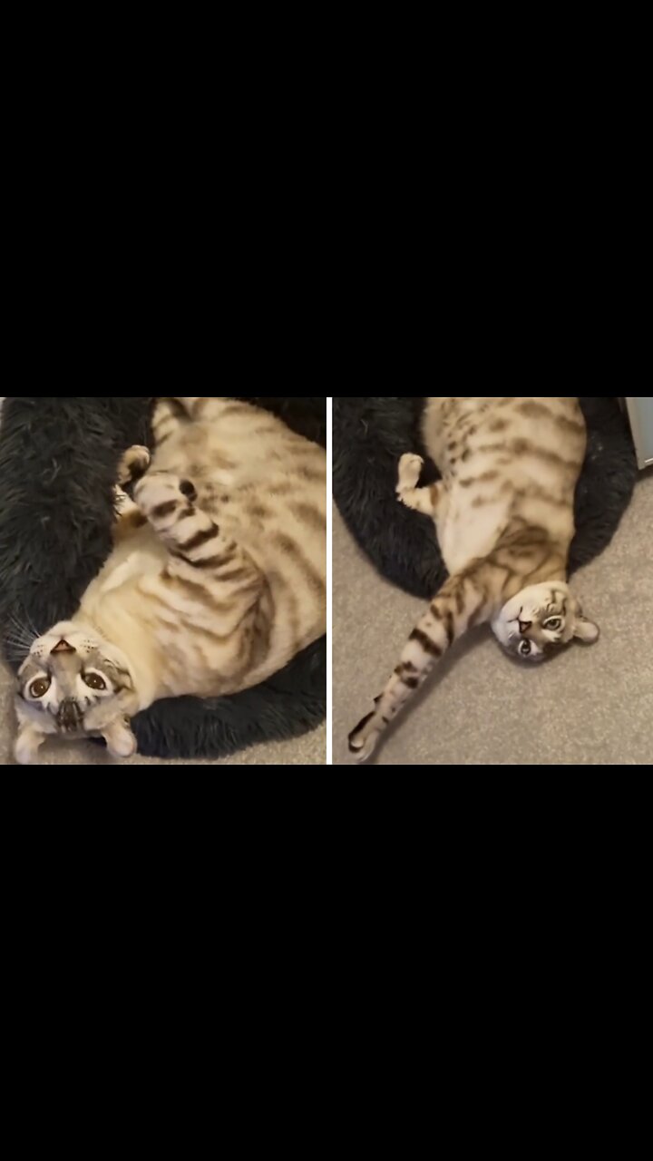 Sleepy Kitty Naps In Hilariously Awkward Position