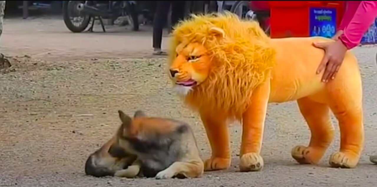 Troll Prank Dog Funny fake Lion and Fake Tiger Prank To dog Huge Box ...