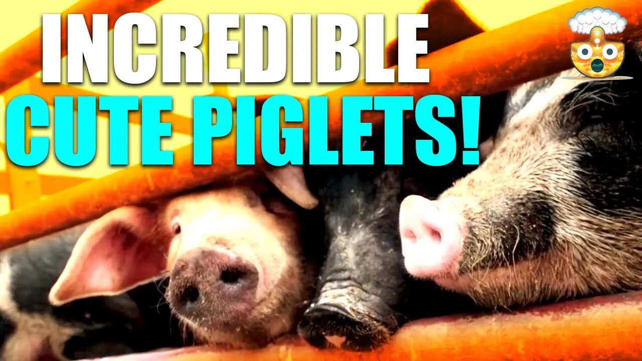 Surprising Facts About Piglets That Will Melt Your Heart | Discover the ...