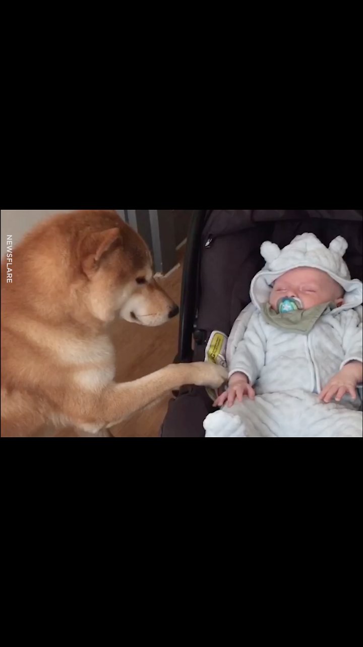 Adorable Dog Rocking Baby In Chair