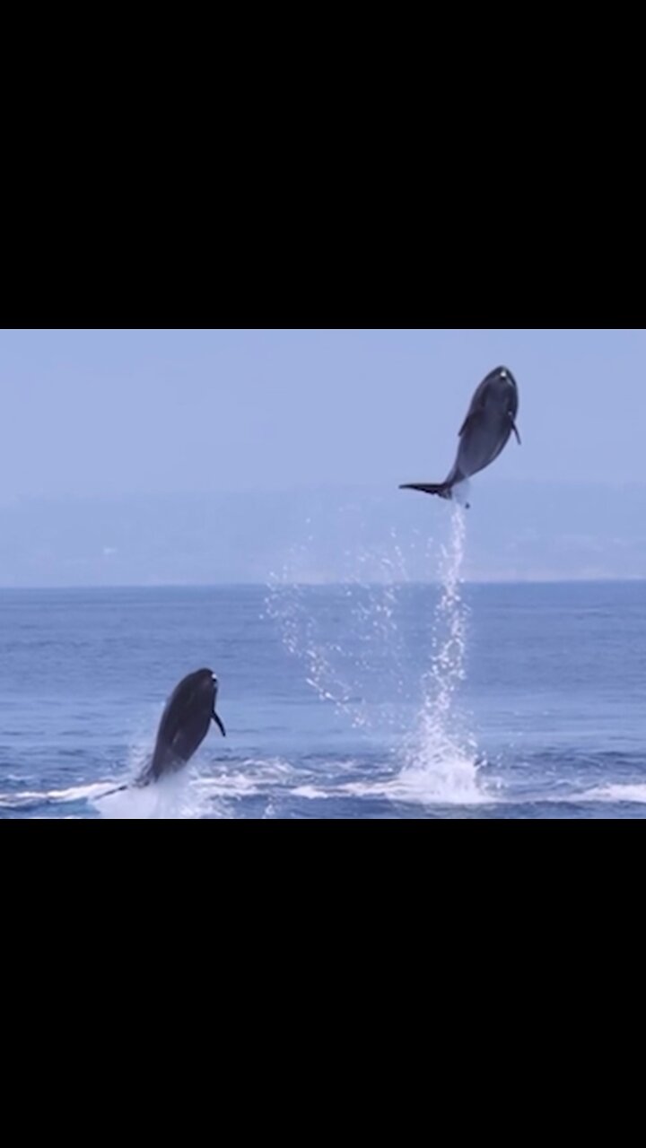 Air Dolphin! 🐬 Like Michael Jordan in the Ocean 🌊