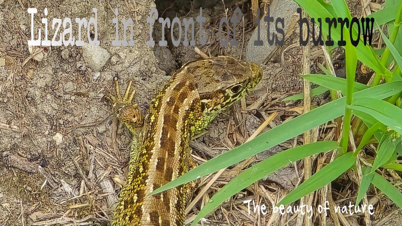 Lizard in front of its cave / beautiful reptile in nature.