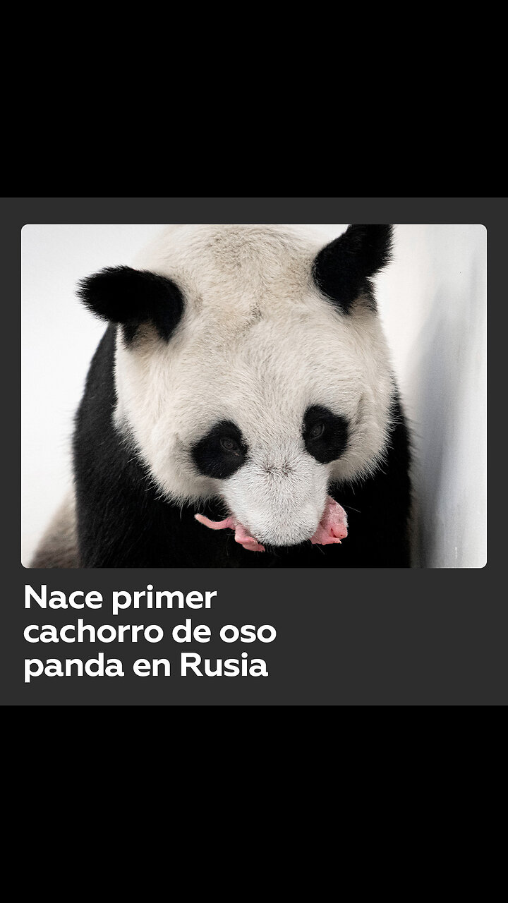 Nace un cachorro de panda gigante por primera vez en Rusia