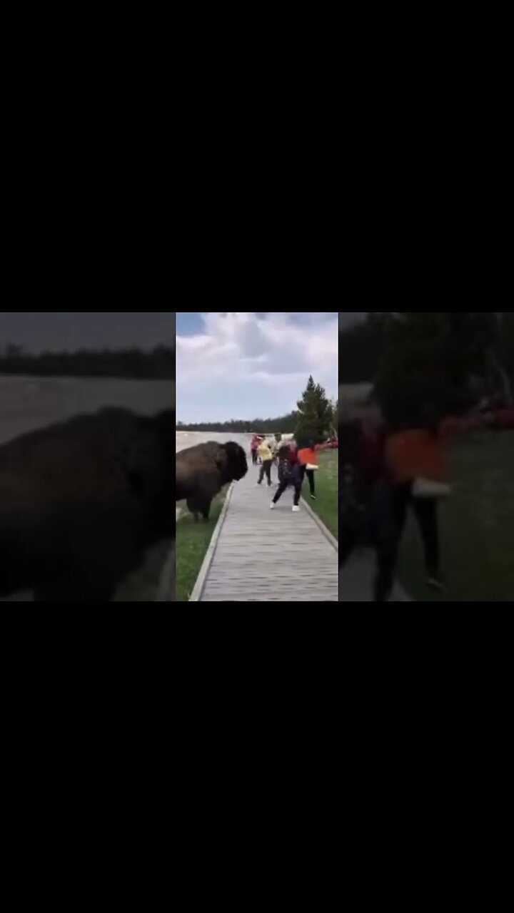 RESPECT wildlife. Always keep your distance and NEVER approach wild ...