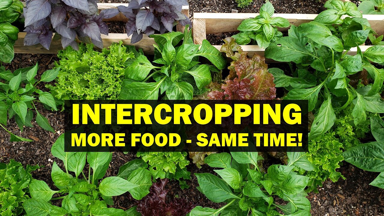 Intercropping for Maximal Use of Garden Space and Time - Practical ...