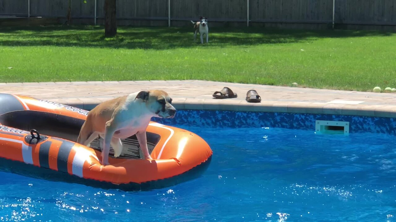 Dog jumps on pool float, owner epically fails