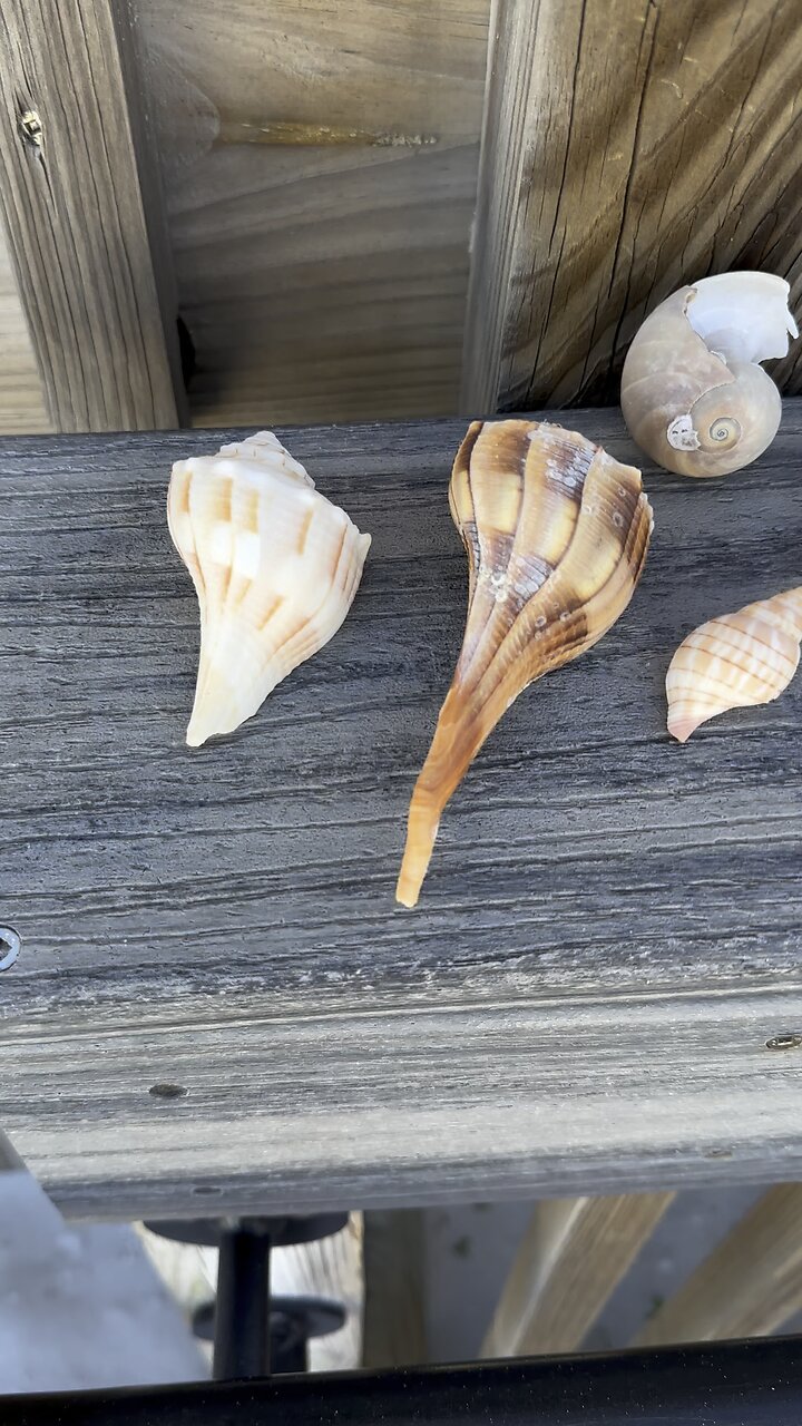 Marco Island Shell Fairy & Green Anole 4K