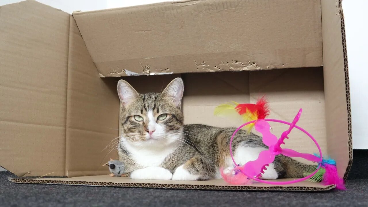 Cat Bit into His Box