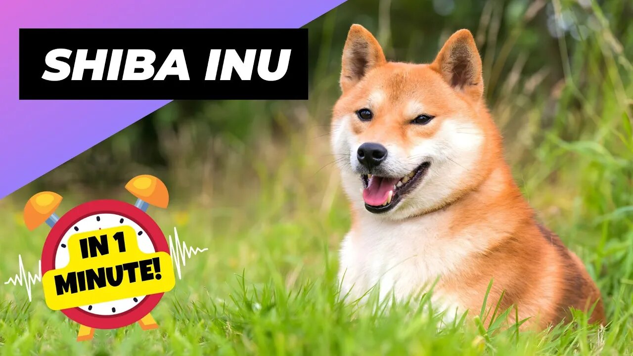 Shiba Inu - In 1 Minute! 🐶 One Of The Most Popular Dog Breeds In The ...