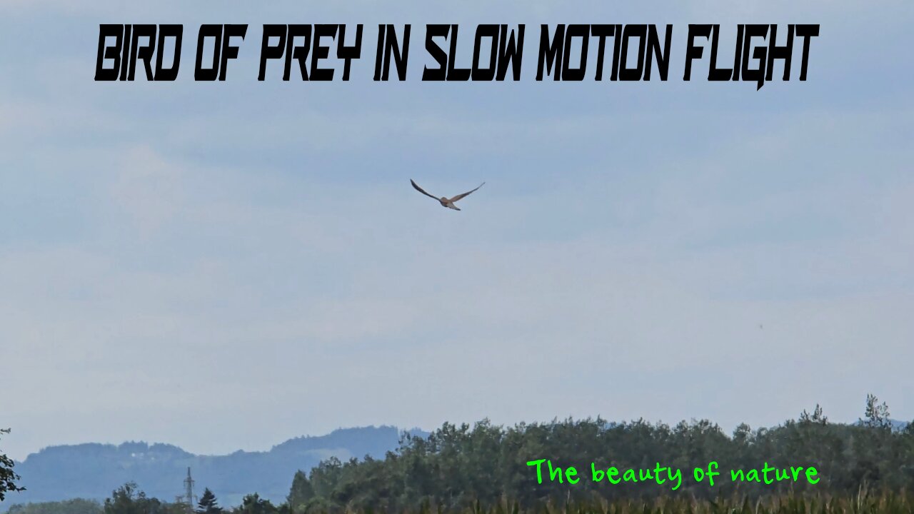 A bird of prey descending in slow motion / Beautiful bird of prey in ...