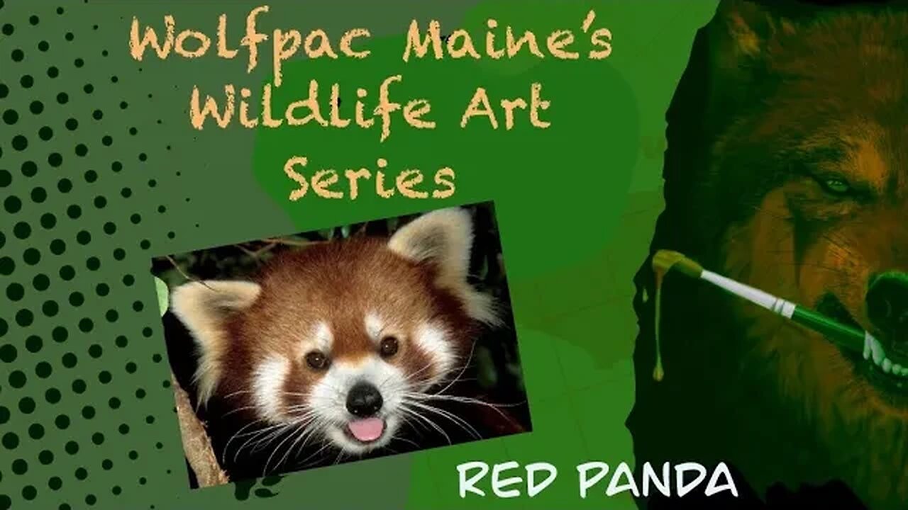 Wolfpac Maine’s Wildlife Art Series: Red Panda Painting Timelapse ...