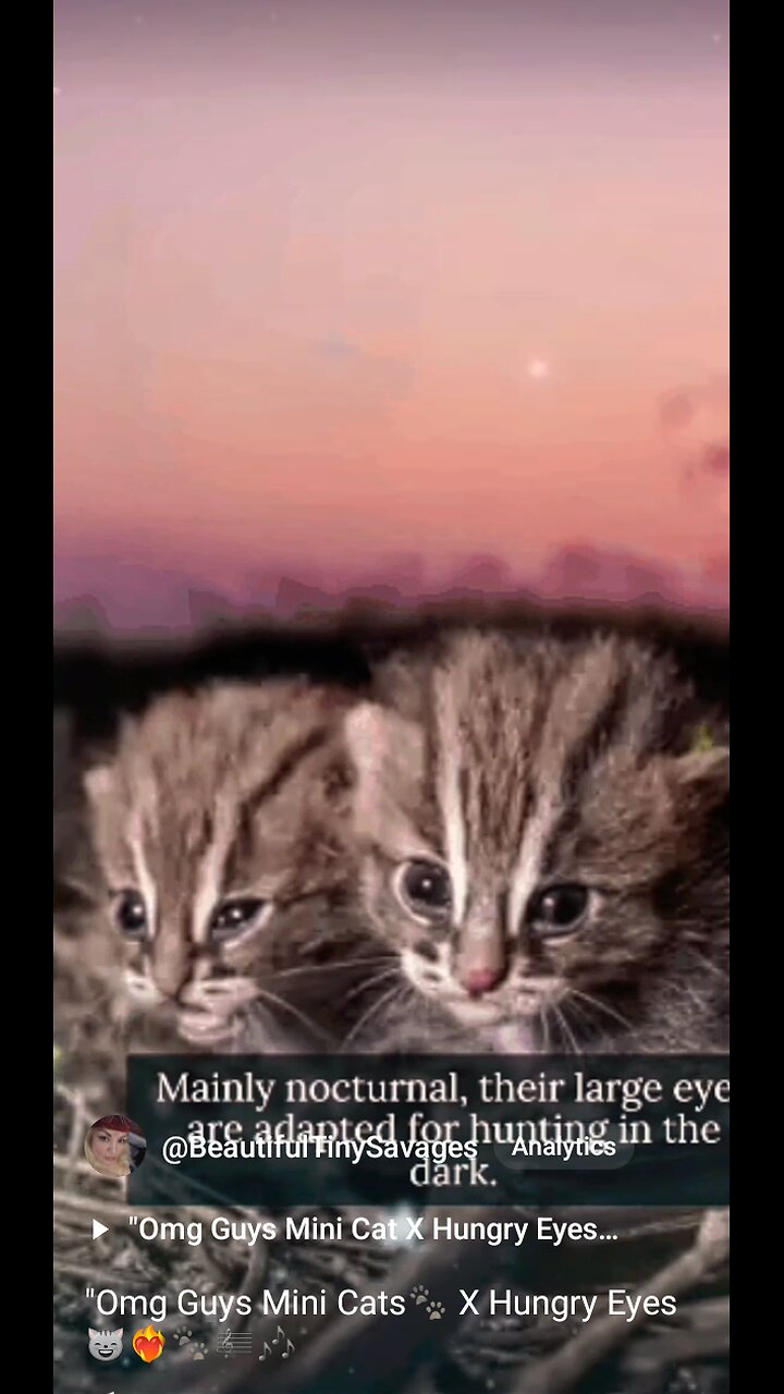 "Adorable Mini Cats X Hungry Eyes Full Video ️‍🔥😸🐾🎼🎶