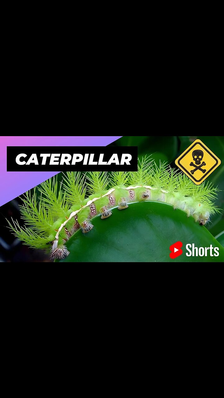 Lonomia Obliqua Caterpillar | One Of The Most Dangerous Insects In The ...