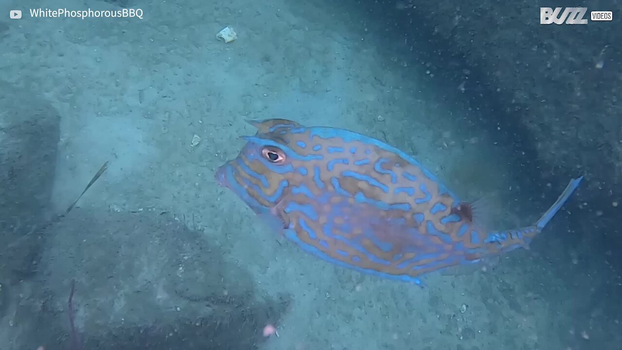 Amazing moment cowfish changes color