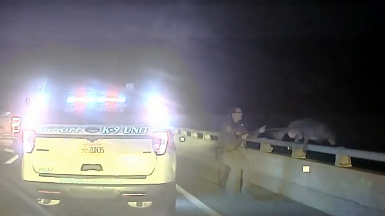 Rescue video shows a police dog jumping off a bridge and being saved ...