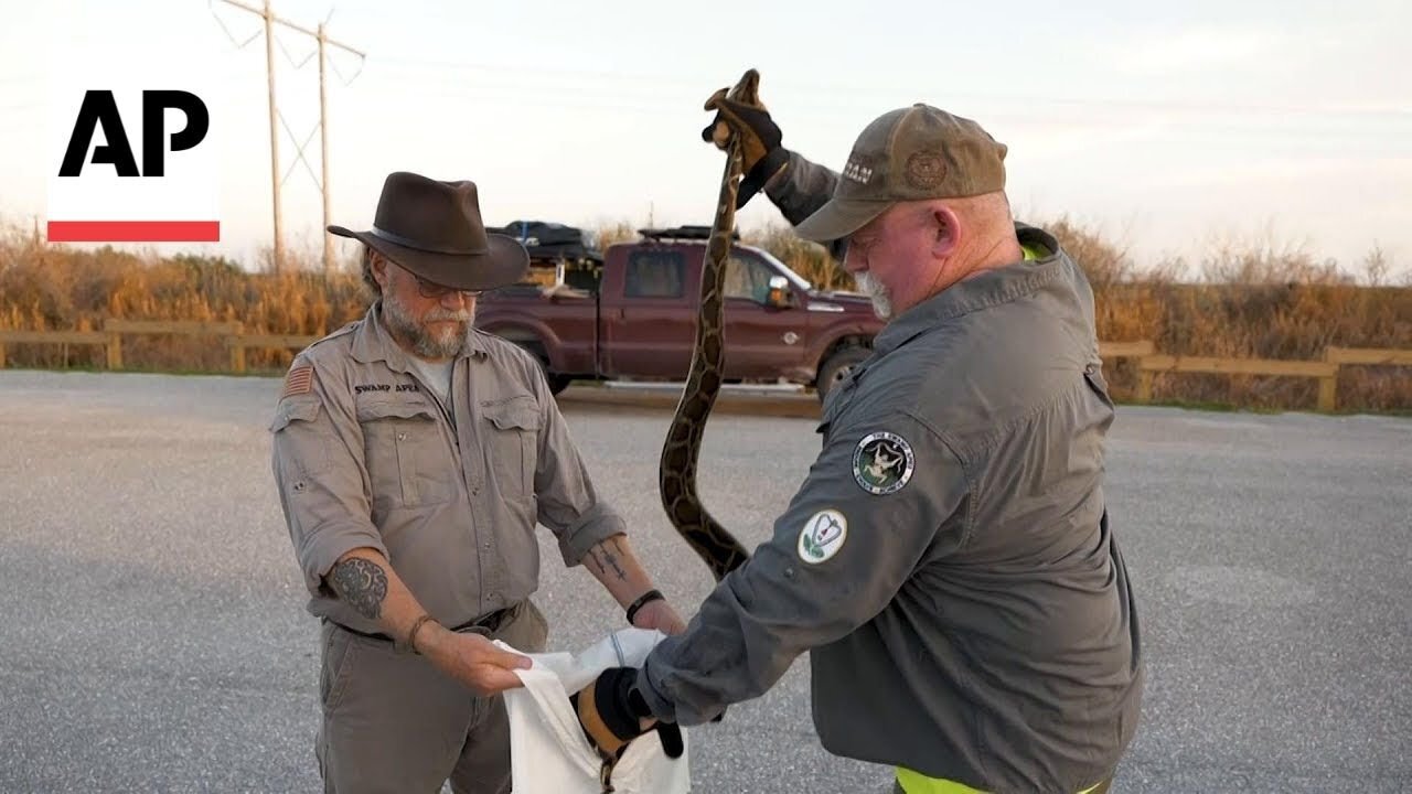 Snake hunters track down invasive Burmese pythons in Florida's 10-day ...