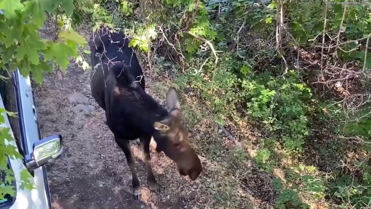 Wild Moose Spotted Near Cabin Home