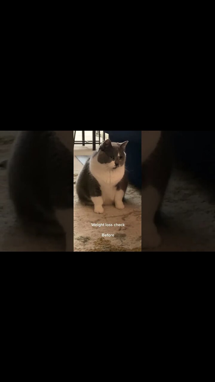 🙀😼😻See this cat's incredible weight loss journey from chonk to hunk!