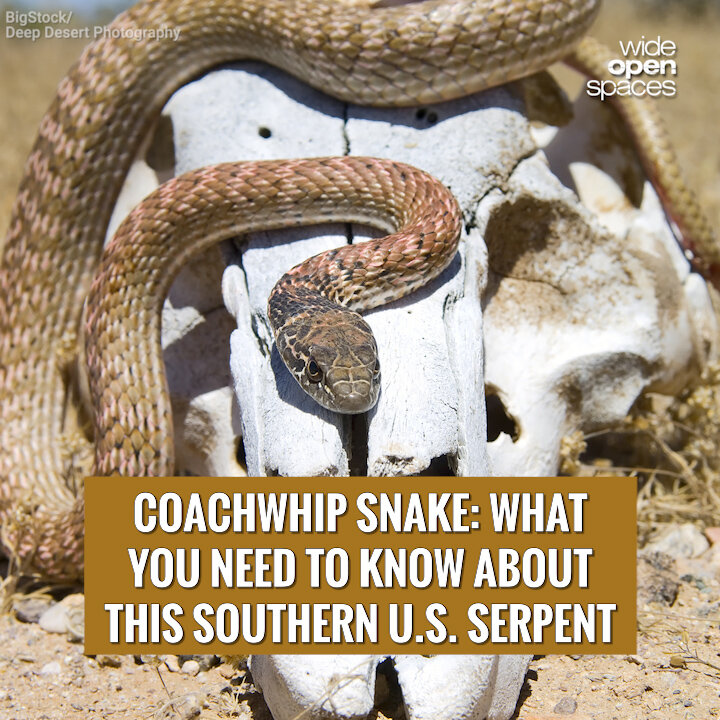 Coachwhip Snake: What You Need to Know About This Southern U.S. Serpent