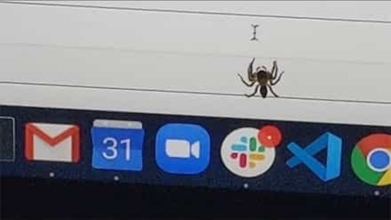 Spider chases mouse pointer