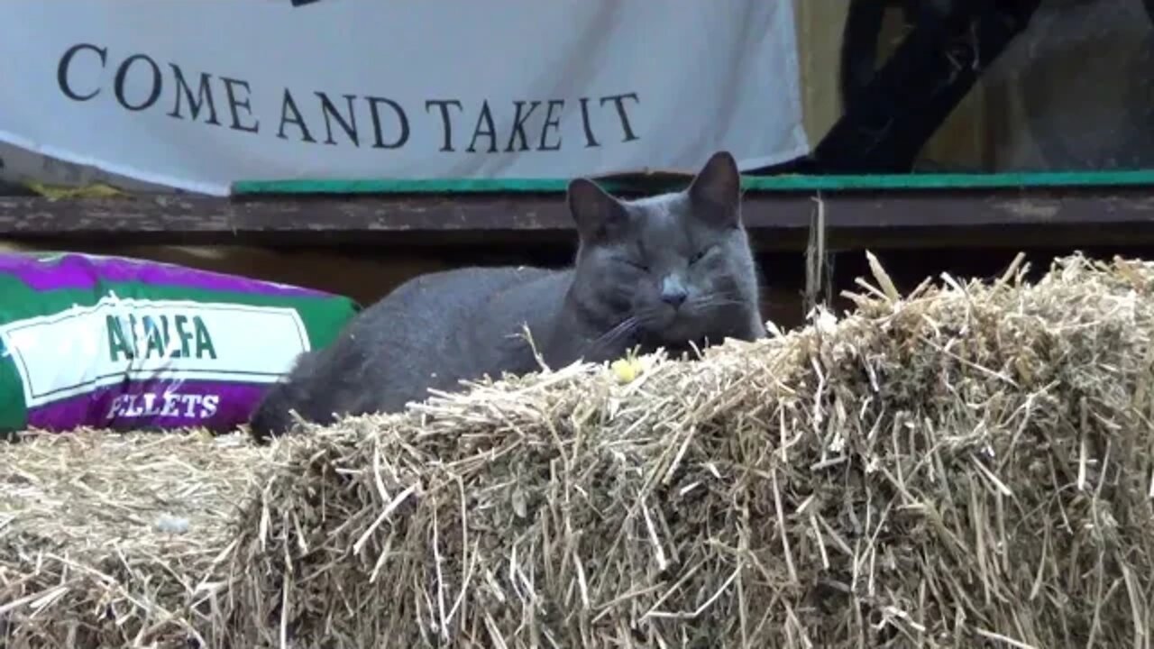 Donut Operator & 121 Feet Video Confusion - Can You Shoot Someone ...