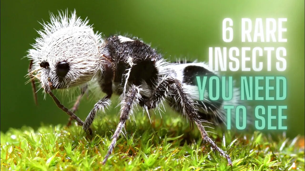 6 Rare Insects You Need to See in Your Lifetime